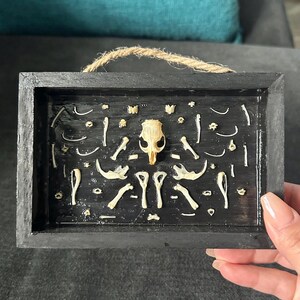 Mouse Skeleton Real Animal Bones Decorative Portrait Mouse Bones Owl ...