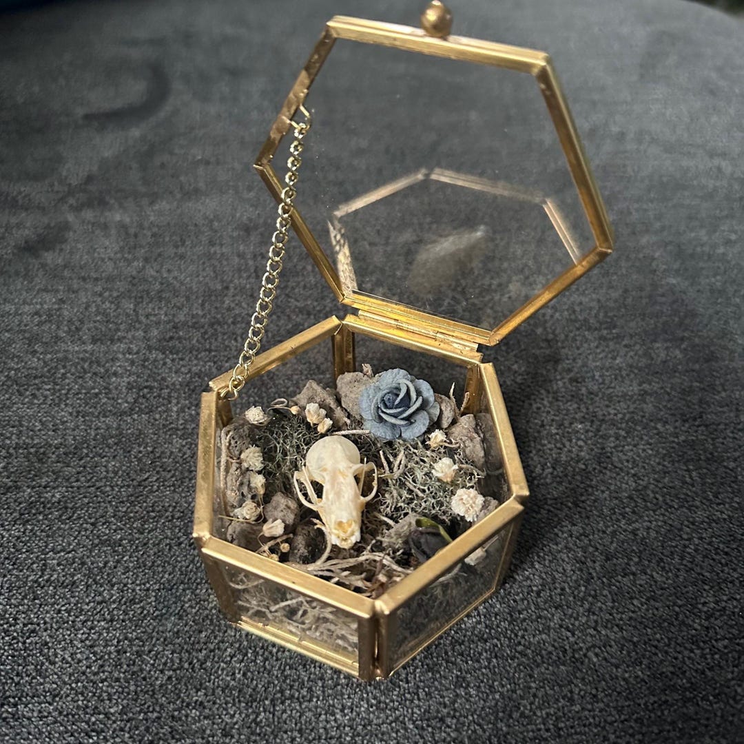 Antique Skull Terrarium | Real Animal Bones | Skeleton | Unique Gift ...