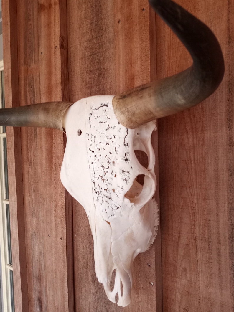 Genuine Cow Skull With Horns, Professionally Cleaned and Whitened Real ...