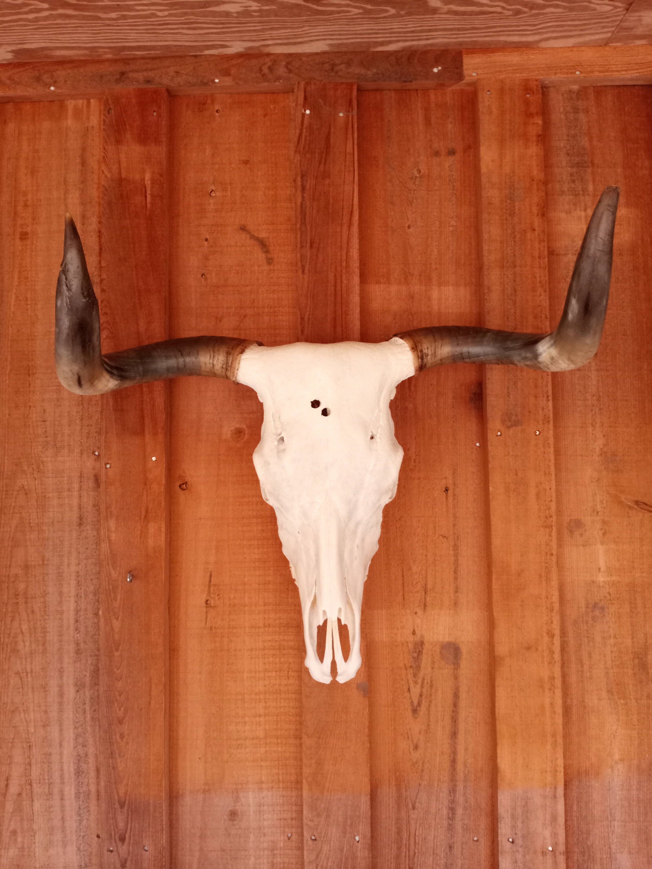 Genuine Cow Skull With Horns, Professionally Cleaned and Whitened Real ...