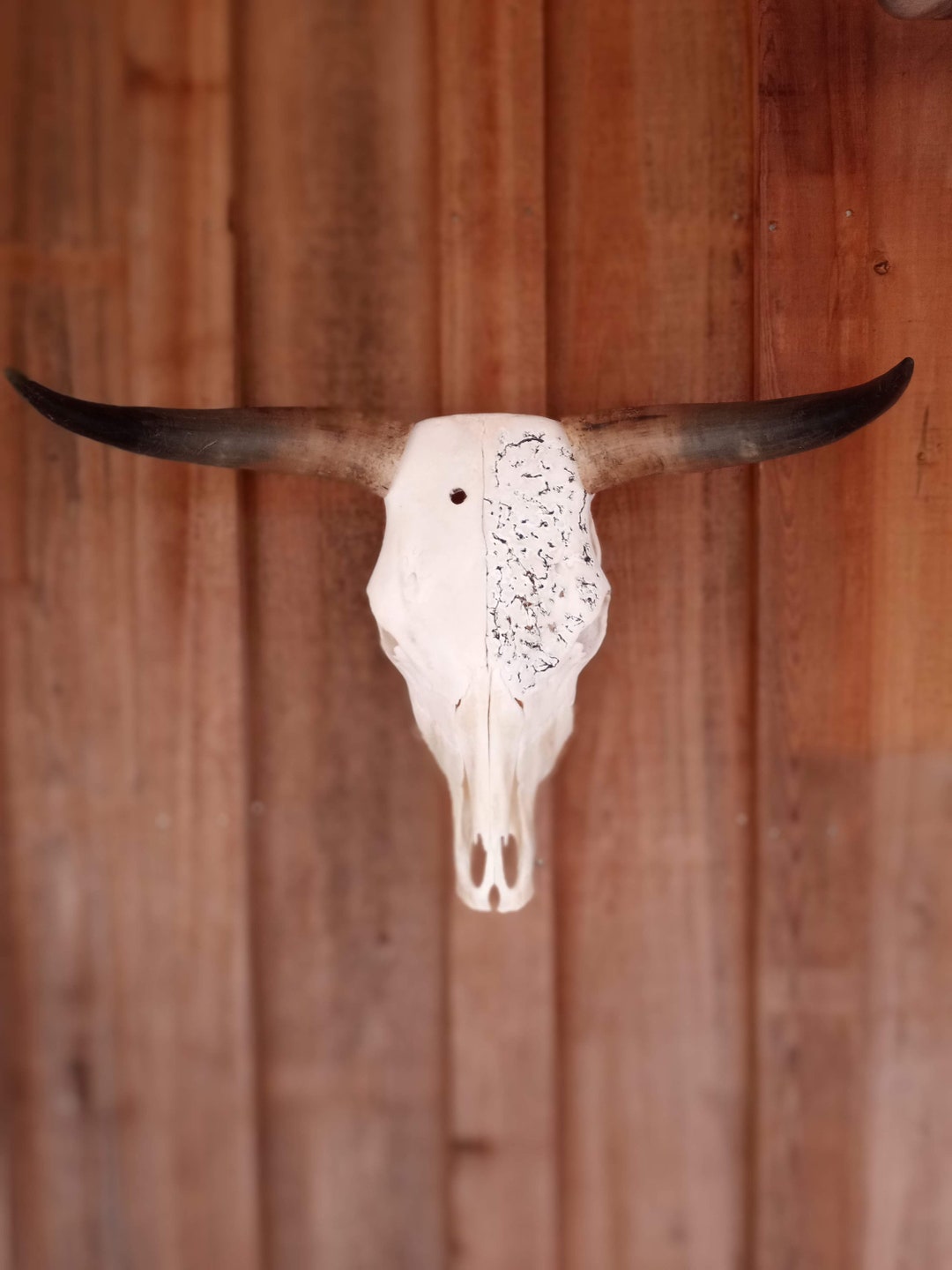 Genuine Cow Skull With Horns, Professionally Cleaned and Whitened Real ...