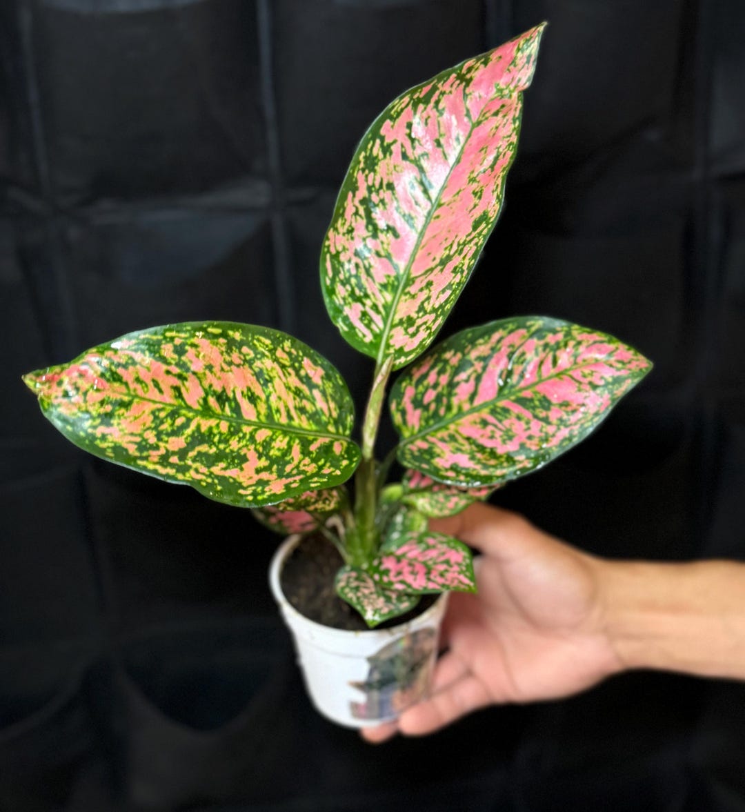 Aglaonema Valentine PINK Aglaonema 'chinese Evergreen Lady Valentine ...