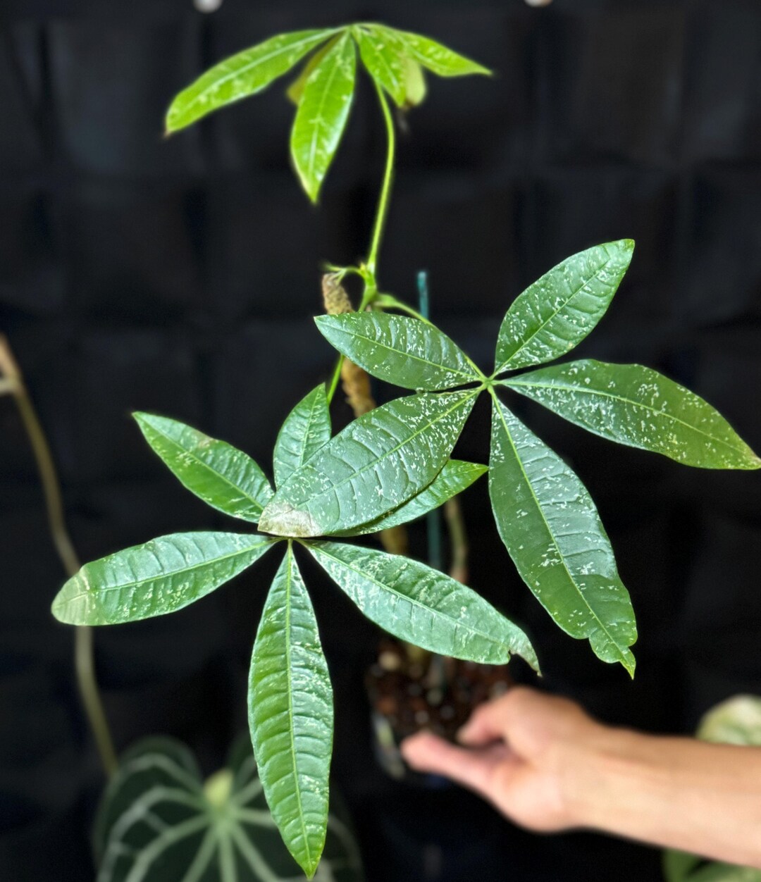 Variegated Money Treaa RARE Money Tree - Etsy