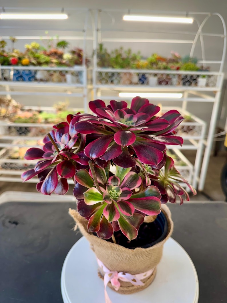 Aeonium Medusa Cluster.over 10 Heads .H11” W 9.5”. Every Season Change ...