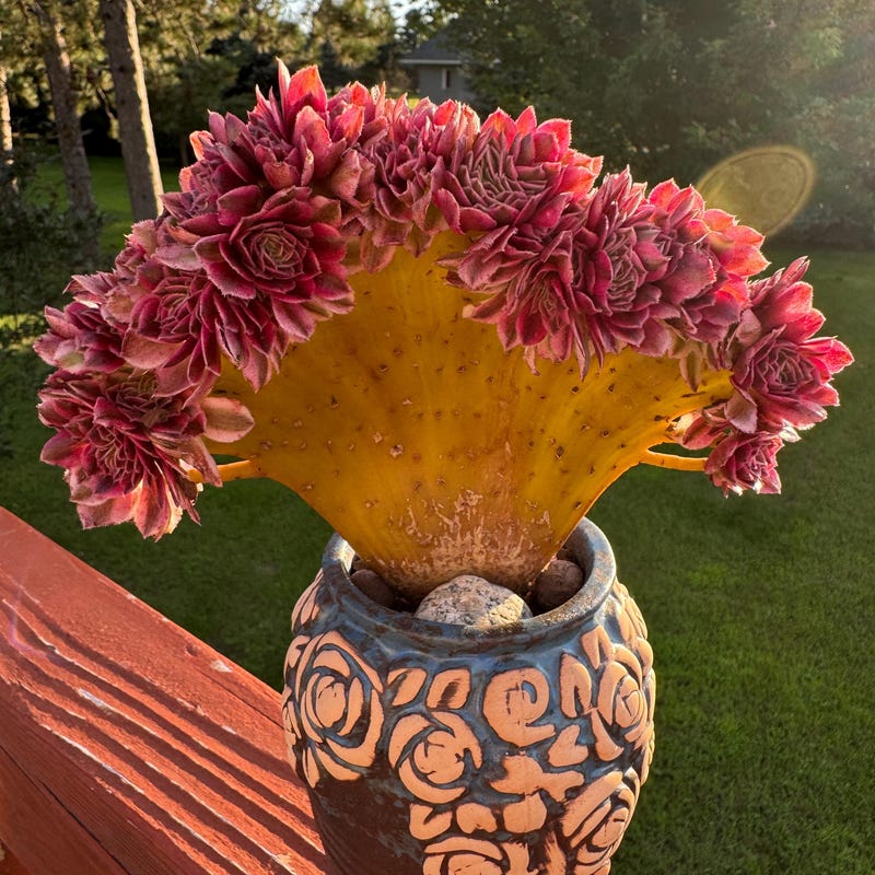 Cactus Fan - Etsy