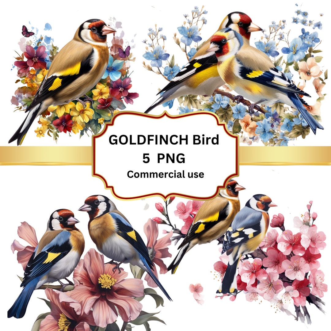 Goldfinch Clipart, Bird Clipart,high Resolution Pictures , PNG Files ...