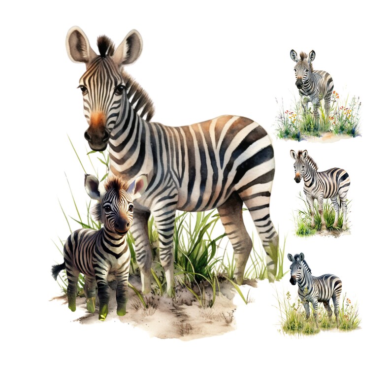 Zebra Clipart, Watercolor, Animals - Etsy