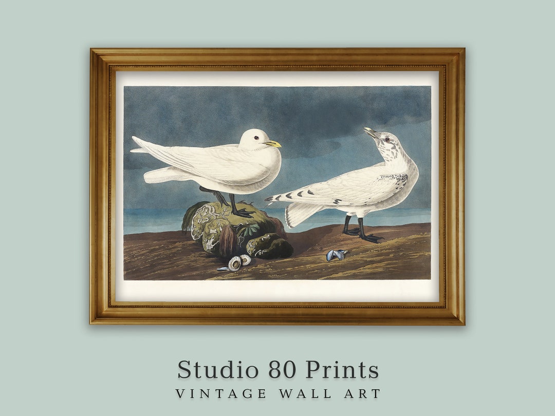 Ivory Gulls Vintage Bird Print Printable Birds of America White ...