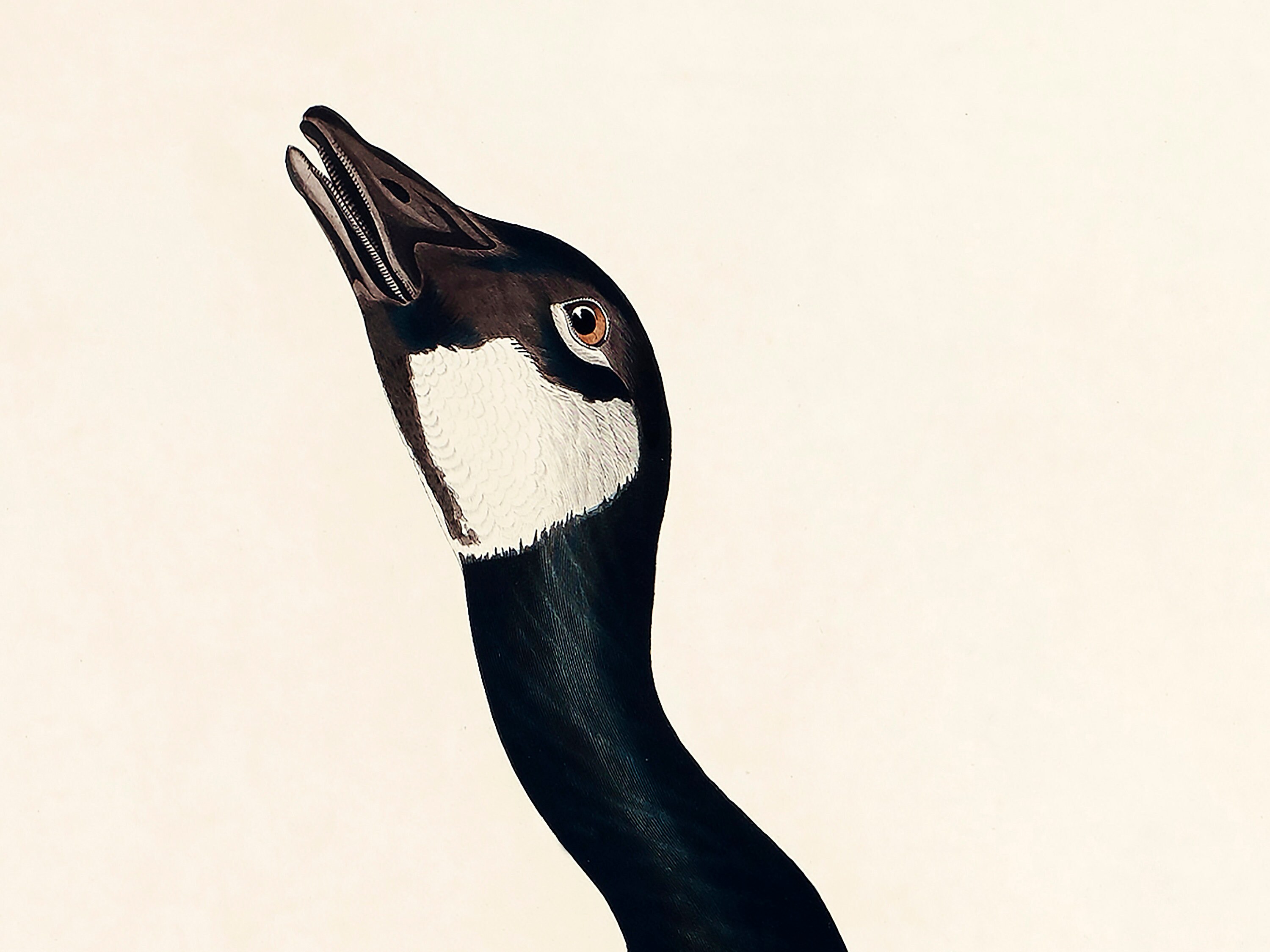 Goose Vintage Bird Print Printable Download Birds of America Canadian ...