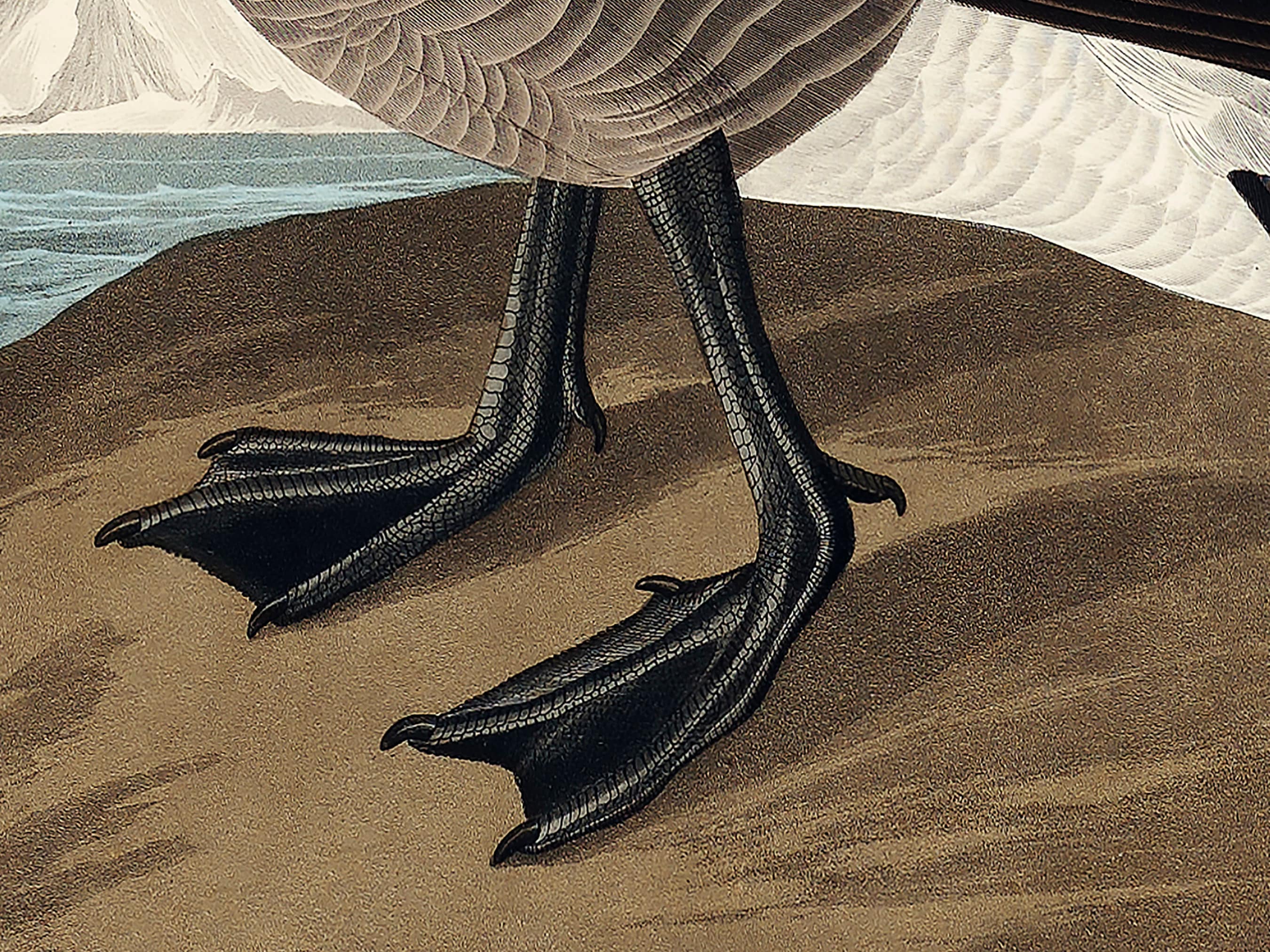 Goose Vintage Bird Print Printable Download Birds of America Canadian ...