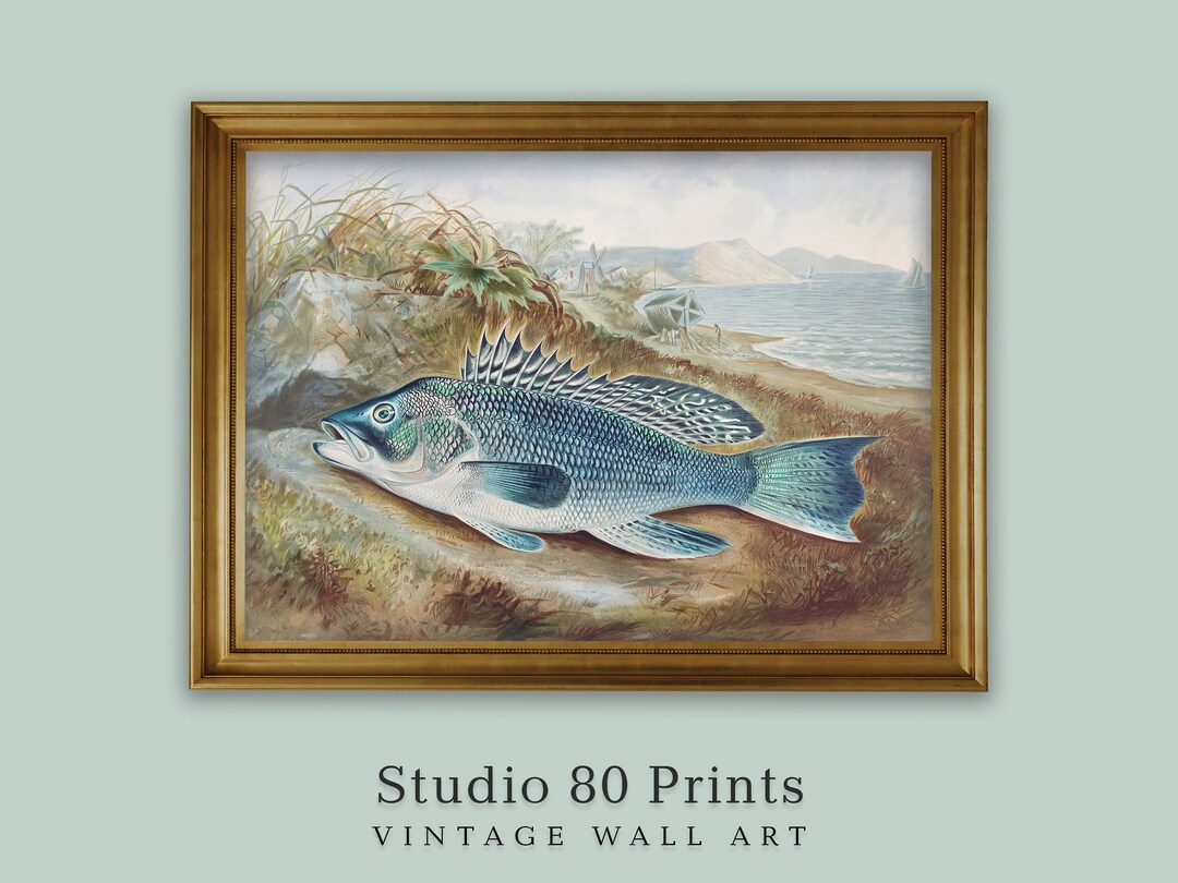 Sea Bass Vintage Fish Art Print Printable Digital Download ...