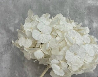 Preserved Hydrangea, Stabilized Flowers, White Hydrangea, High Quality ...