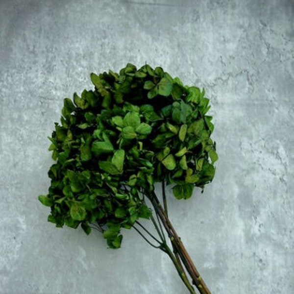 Preserved Hydrangea - Etsy