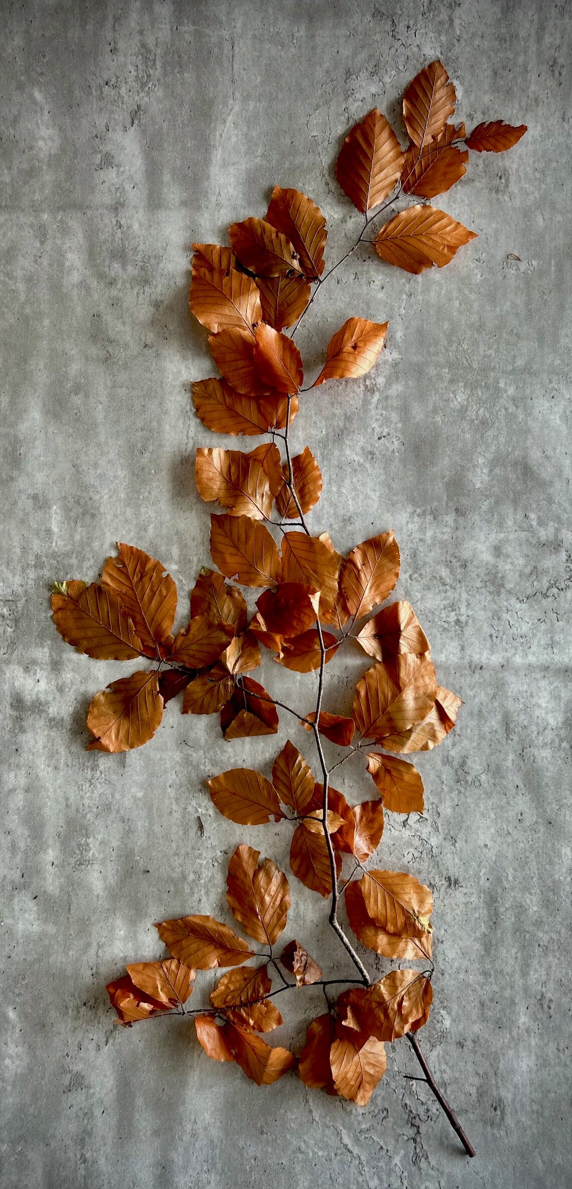 Preserved Copper Beech in Burgundy - Etsy