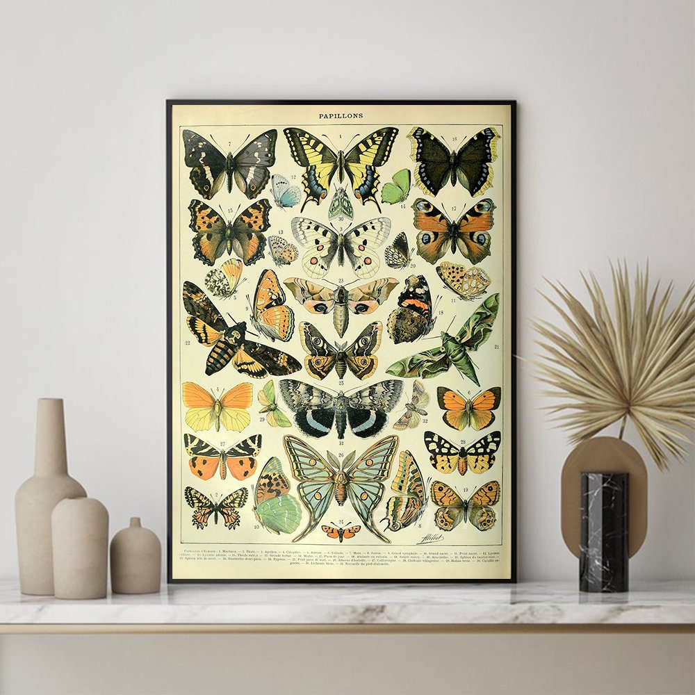 Vintage Butterfly Chart Poster Print - Etsy
