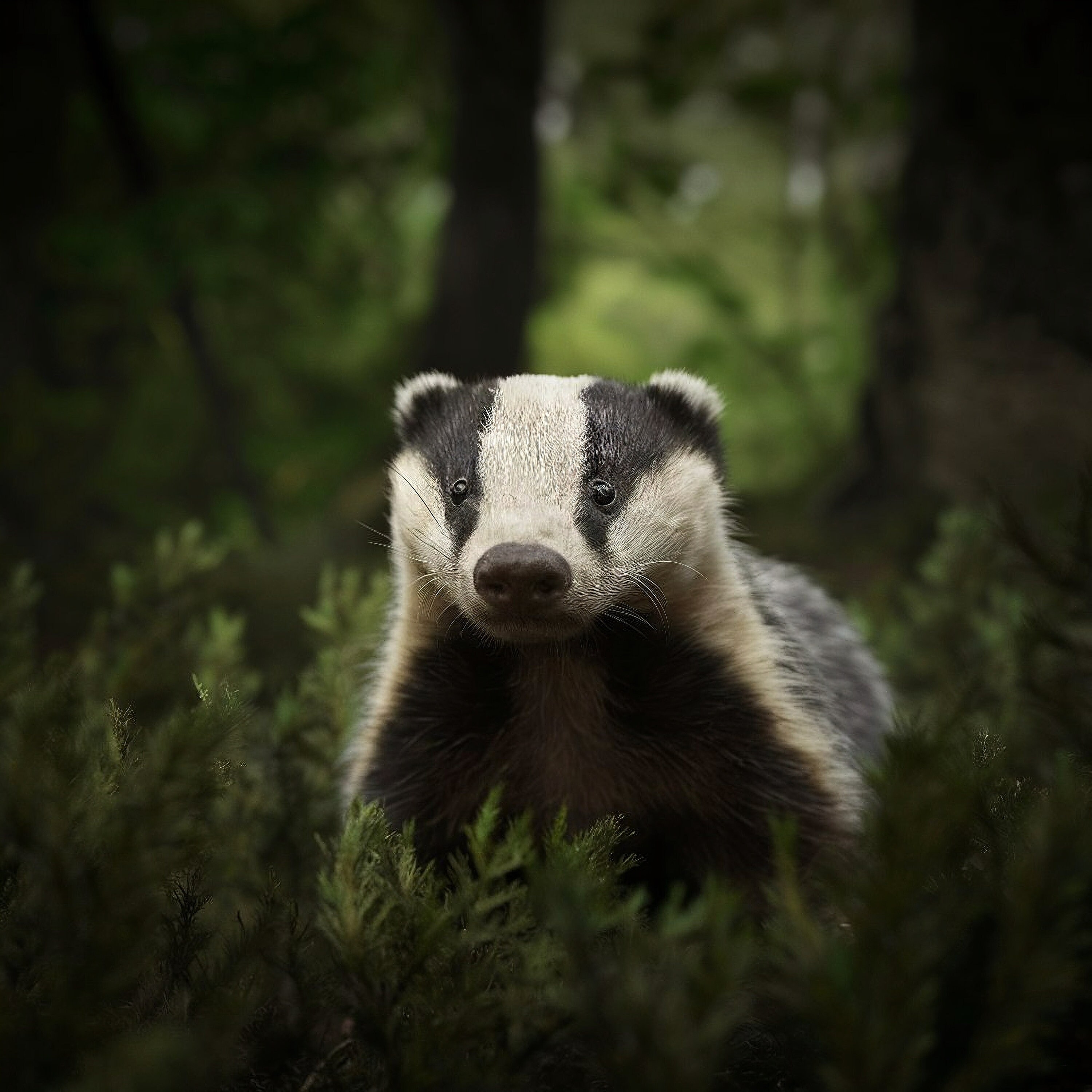 Cool Badger Clipart 5 Jpgs - Etsy