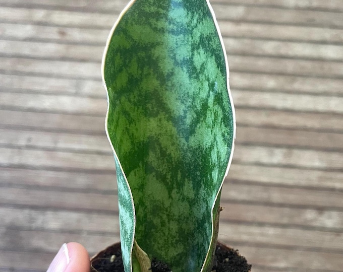 Shark Fin Snake Plant | Whale Fin Snake Plant | Sansevieria Masoniana ...