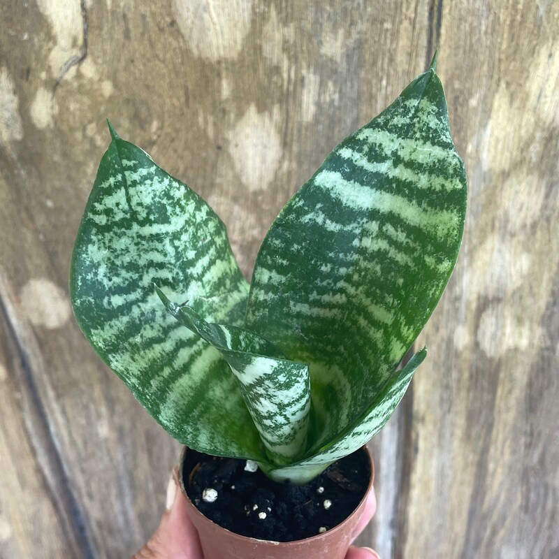 Snake Plant - Etsy