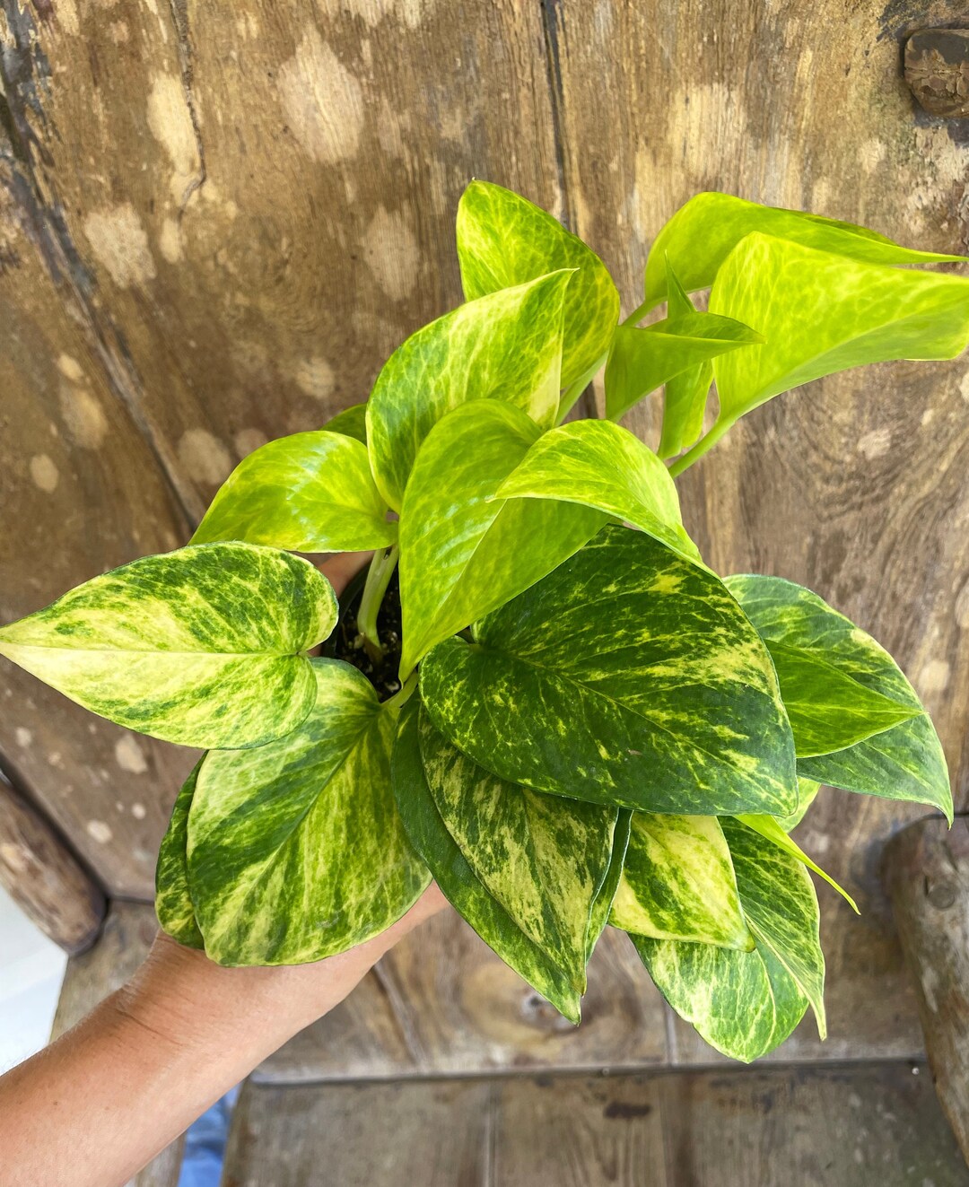 Neon Queen Pothos | New Cultivator | Beautiful Pothos in a 2" or 4" Pot ...