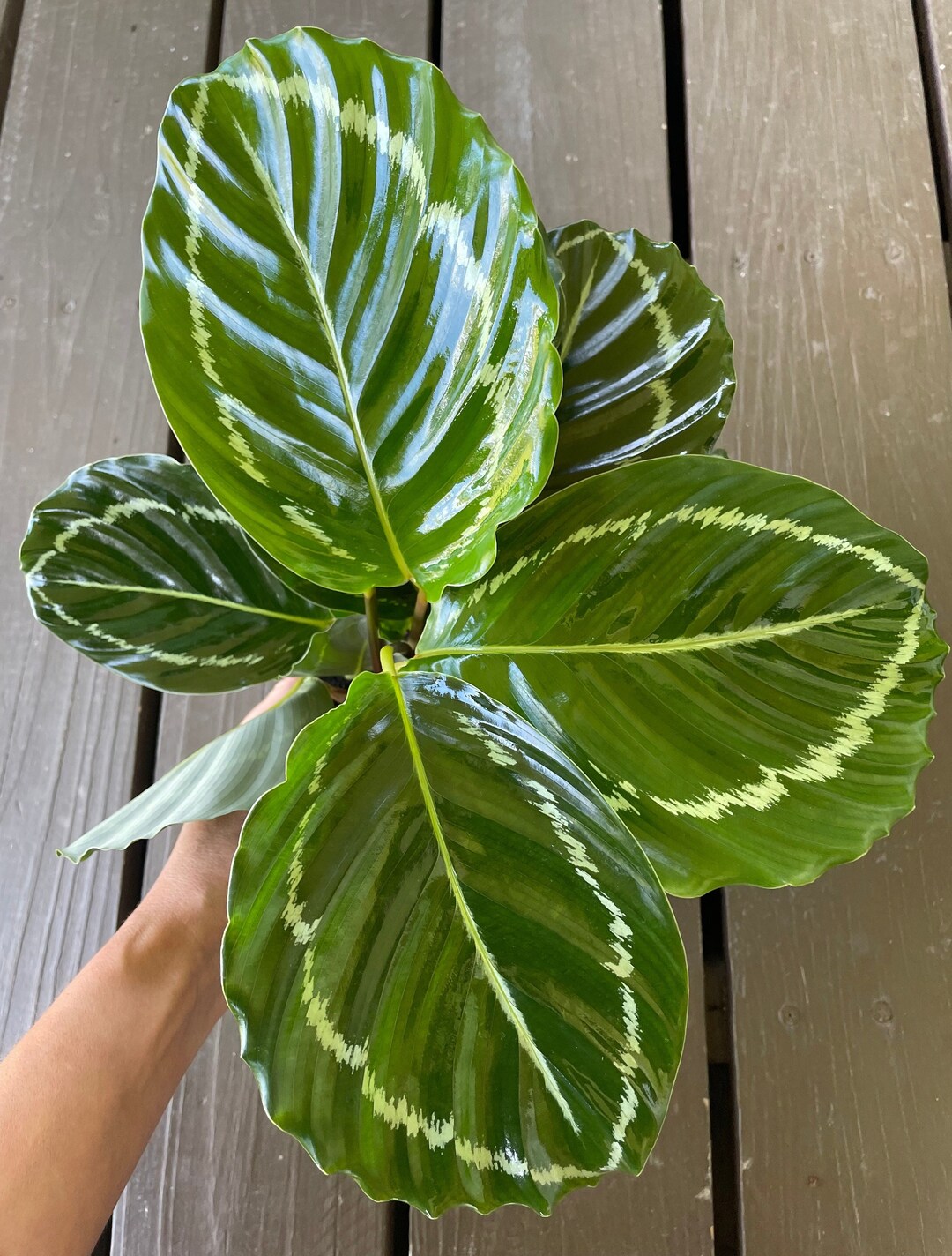 Calathea Green Goddess Live Tropical Plant 4 Pot - Etsy