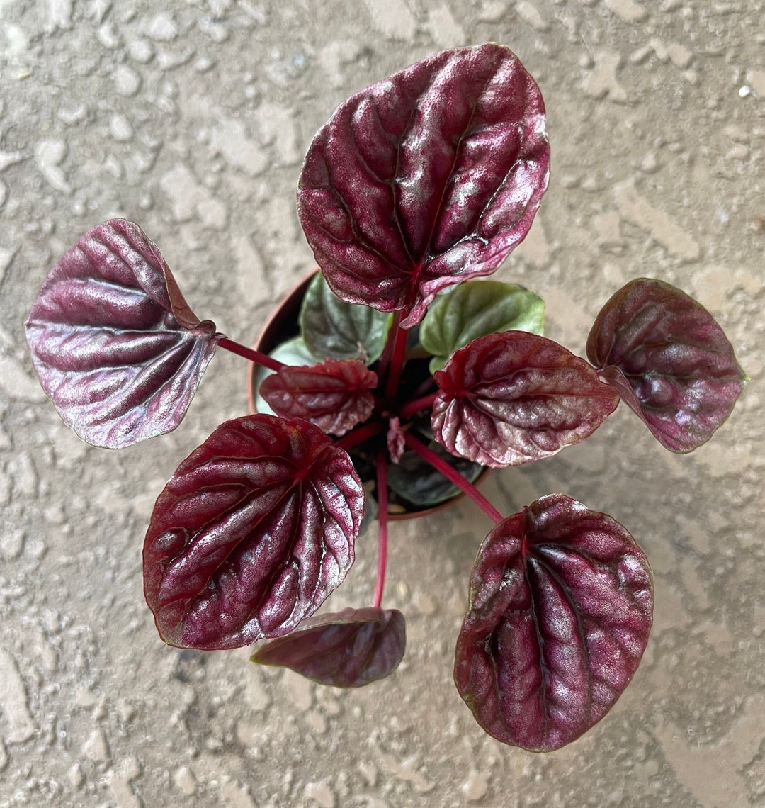 Peperomia Caperata 'red Ripple' 2 Live Starter Plant Info for 25% off ...