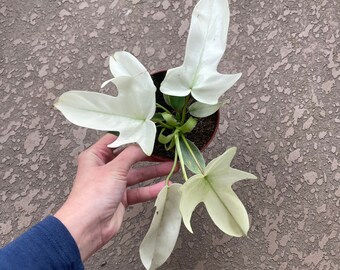 Philodendron Florida Ghost Mint - Live Rare Indoor House Plant - Etsy