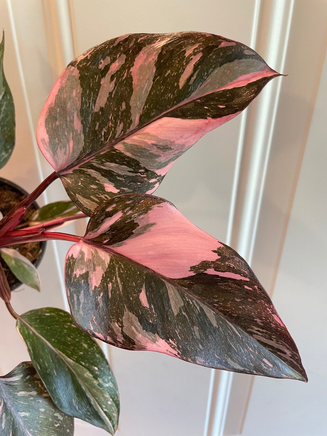 Philodendron Marble Galaxy Pink Princess | Highly Variegated - Etsy