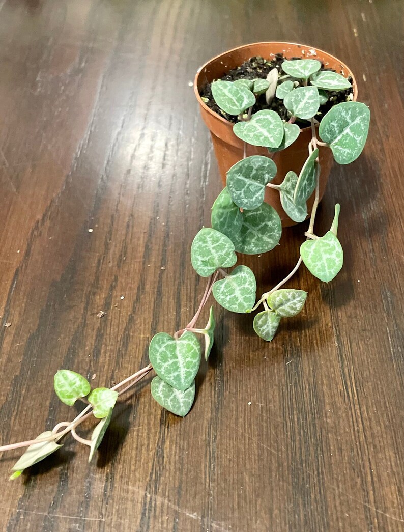 String of Succulents Mystery Bundle Stunning Strings - Etsy