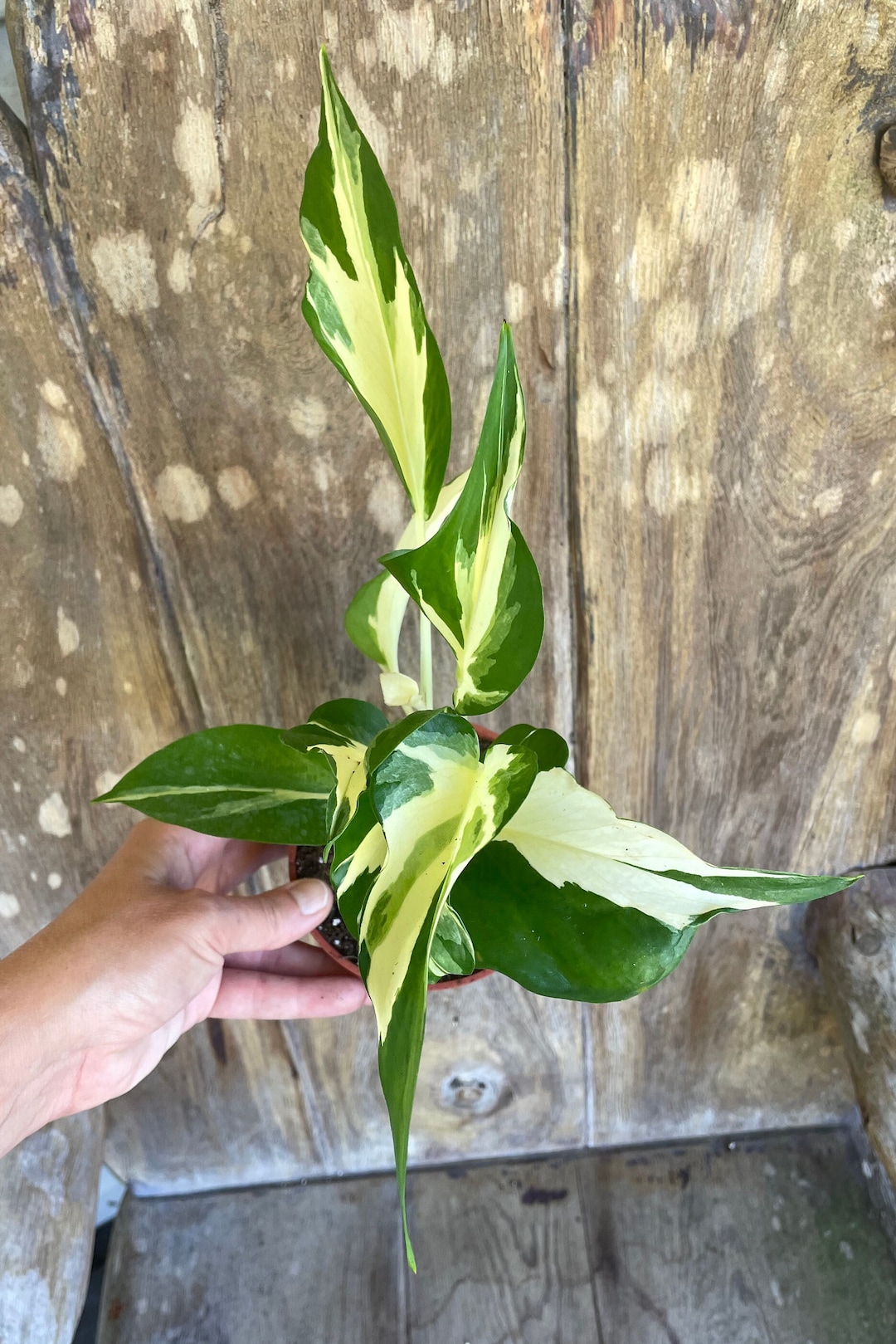 Buy Mutant Manjula Pothos New Rare Variety 2 and 4 Pot Online in India ...
