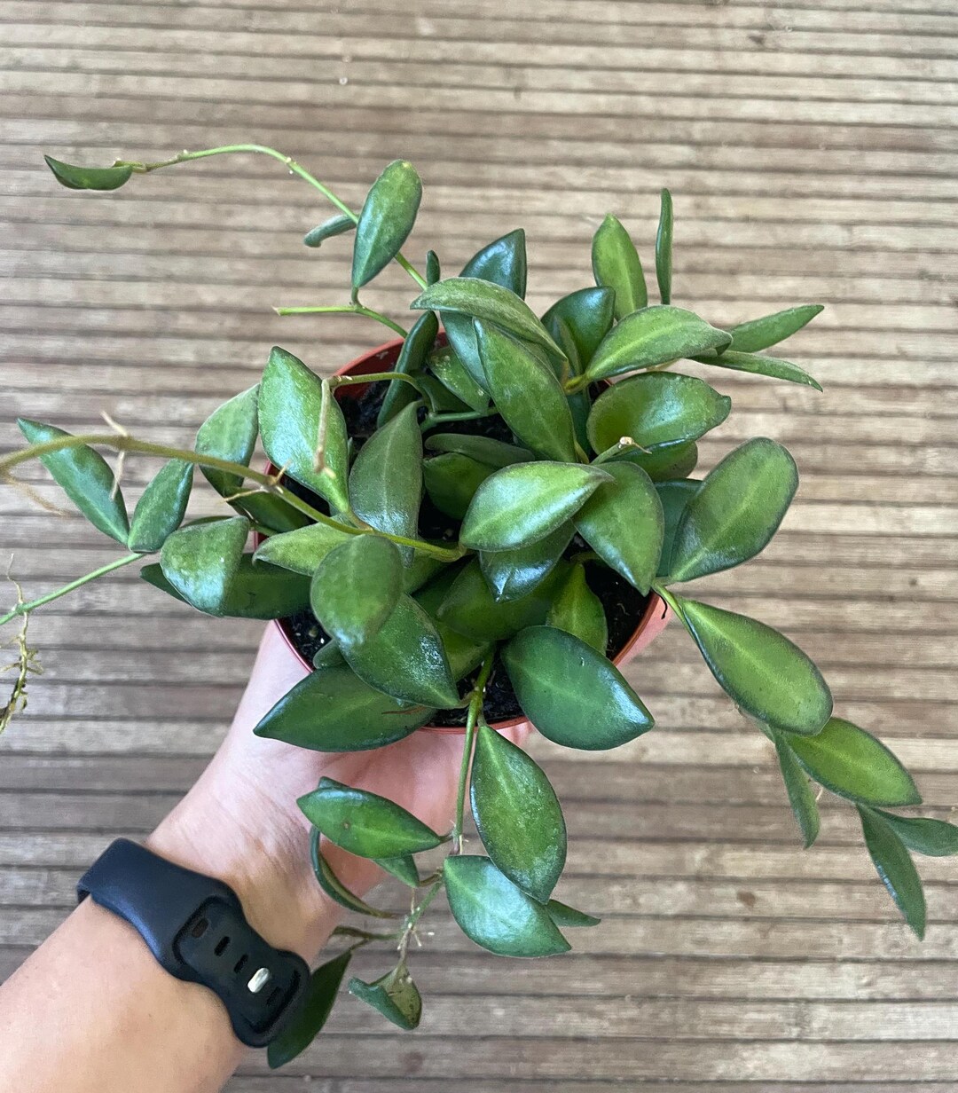 Hoya Bilobata | Trailing Hoya Plant | 4" Pot - Etsy