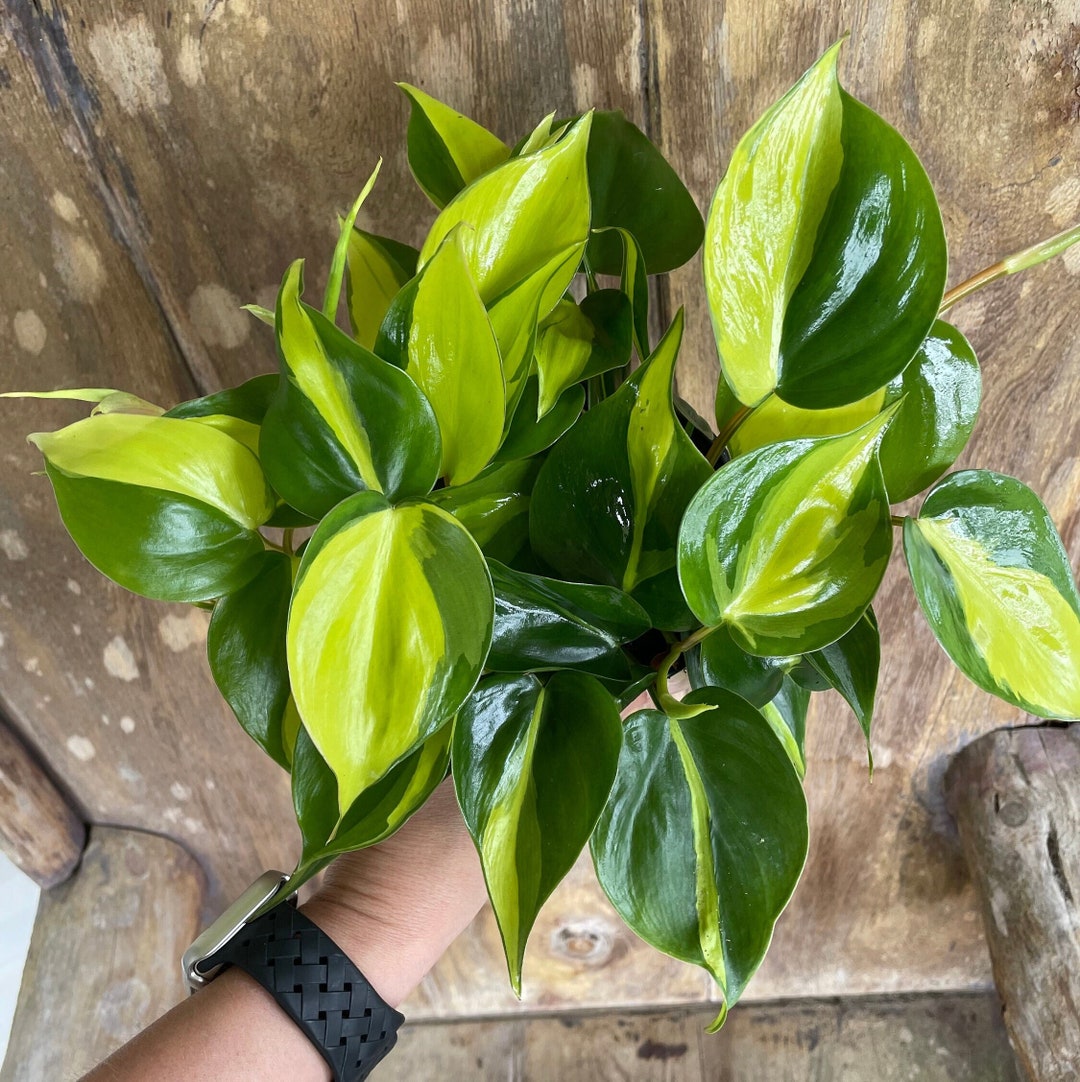 Philodendron Brazil Easy Care House Plant 4 Pot Live Plant - Etsy