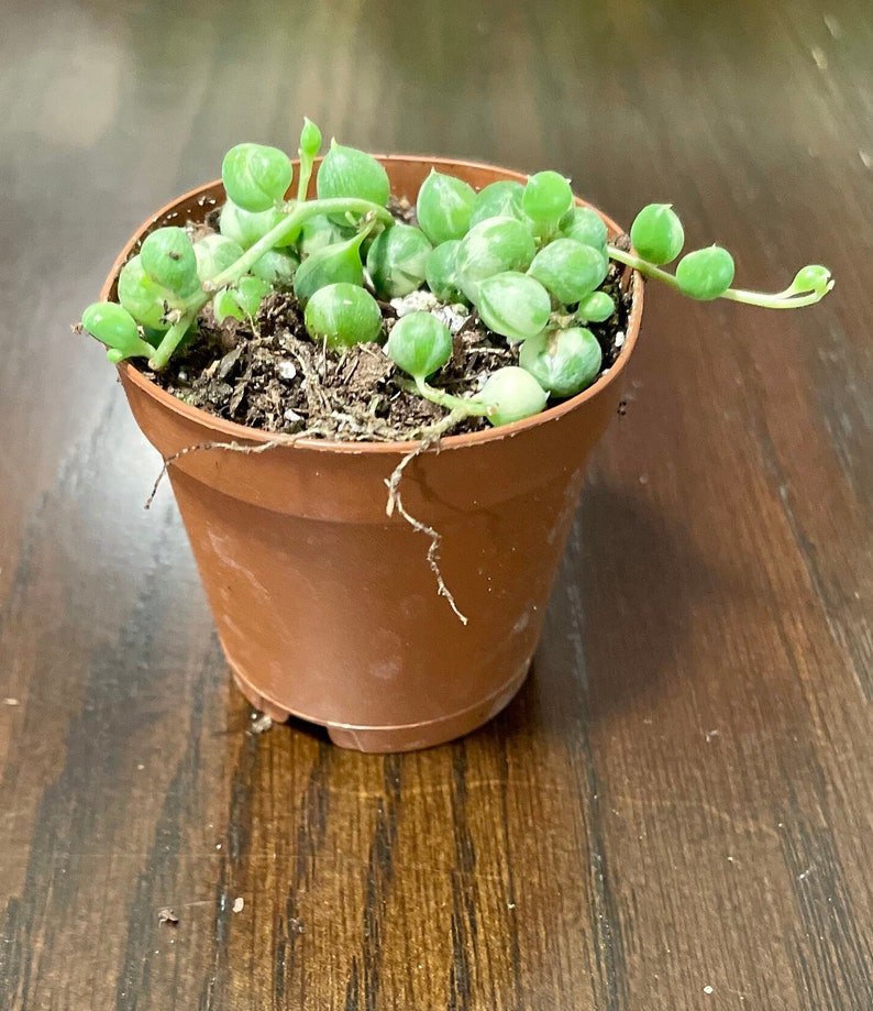 String of Succulents Mystery Bundle Stunning Strings - Etsy