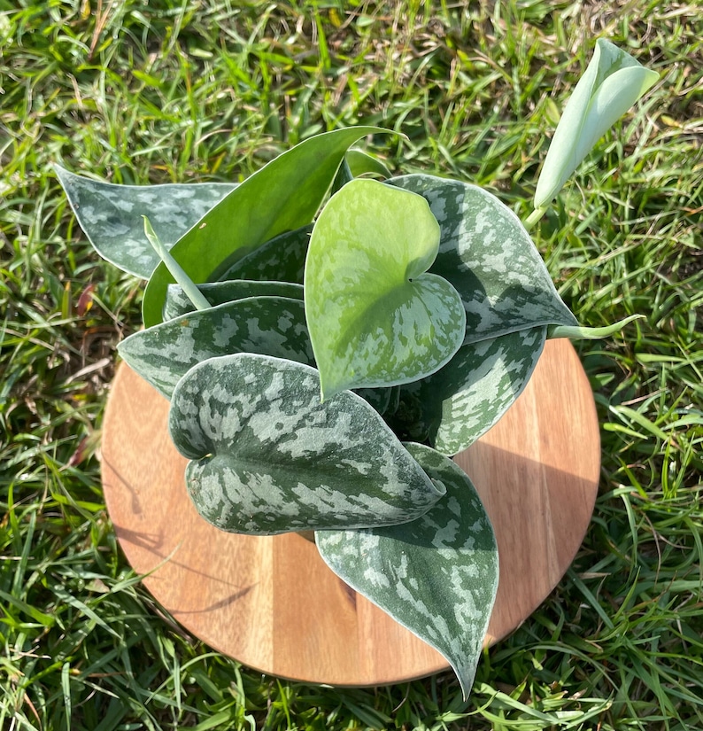 Silver Satin Exotica Scindapsus Pictus Large Leaves Live - Etsy