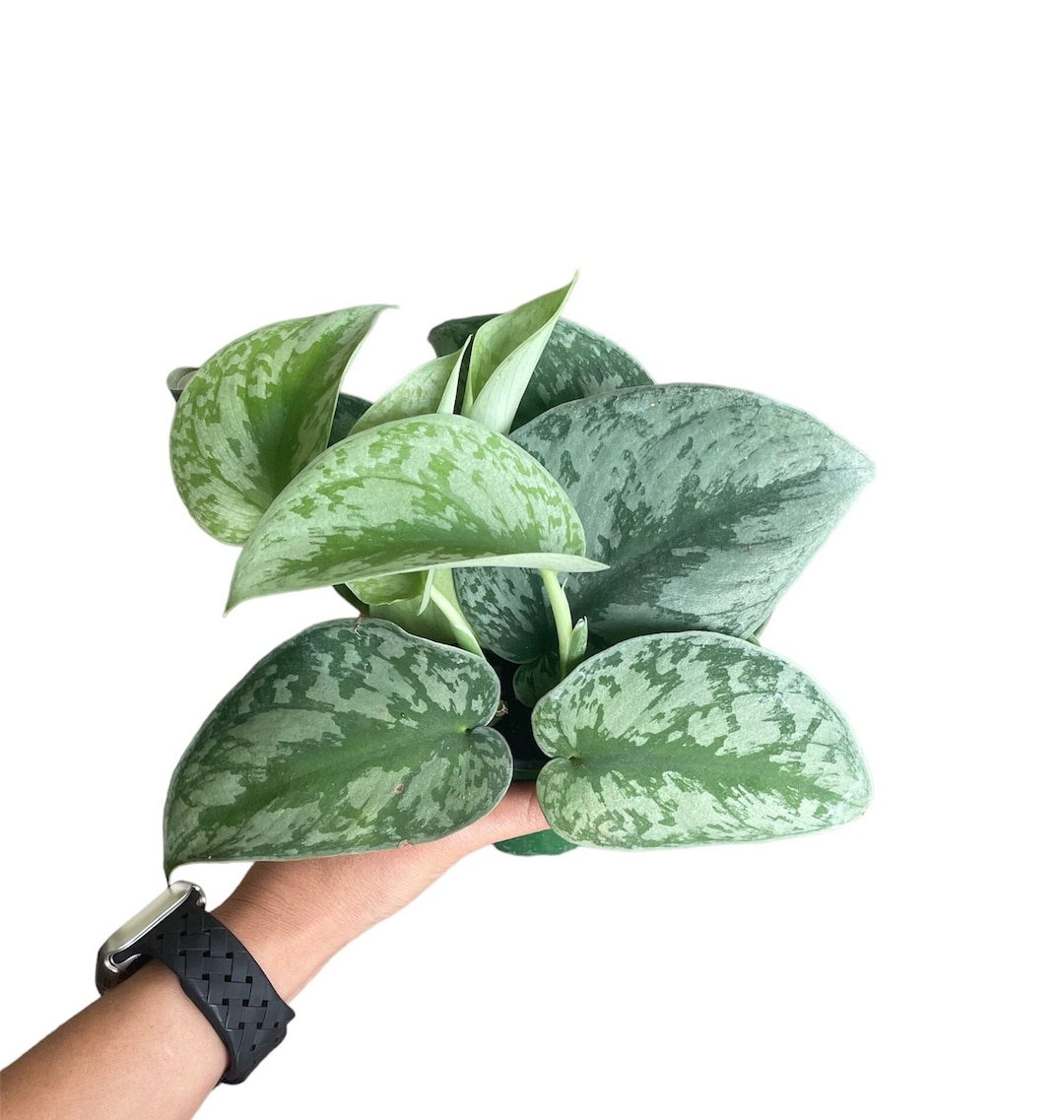 Silver Satin Exotica Scindapsus Pictus | Large Leaves | Live Pothos | 4 ...