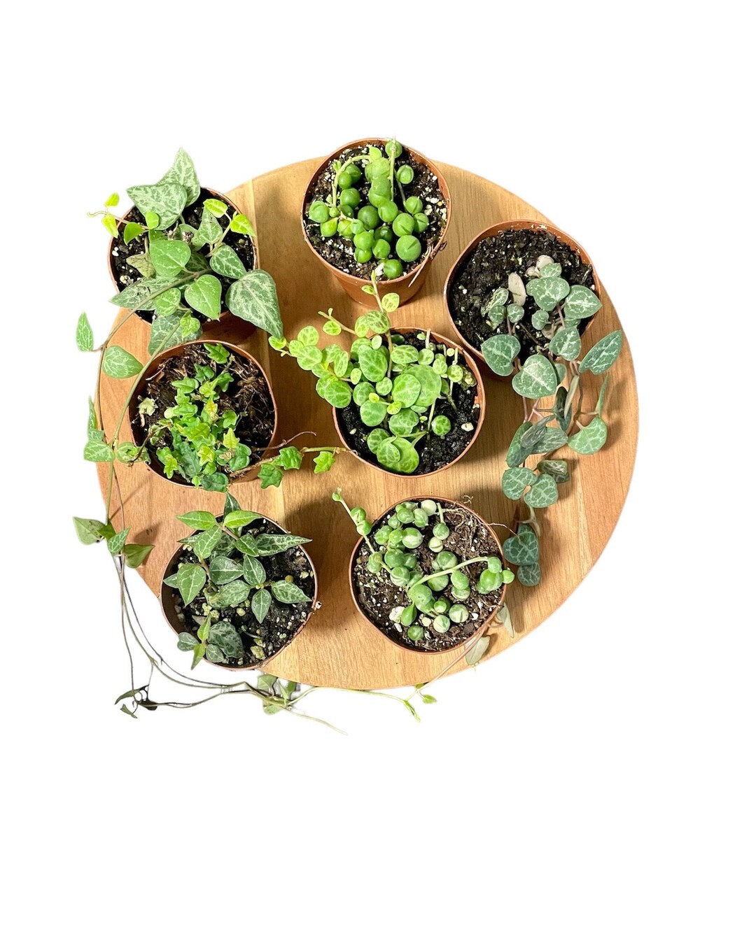 String of Succulents | Mystery Bundle | Stunning Strings Starer Plants ...