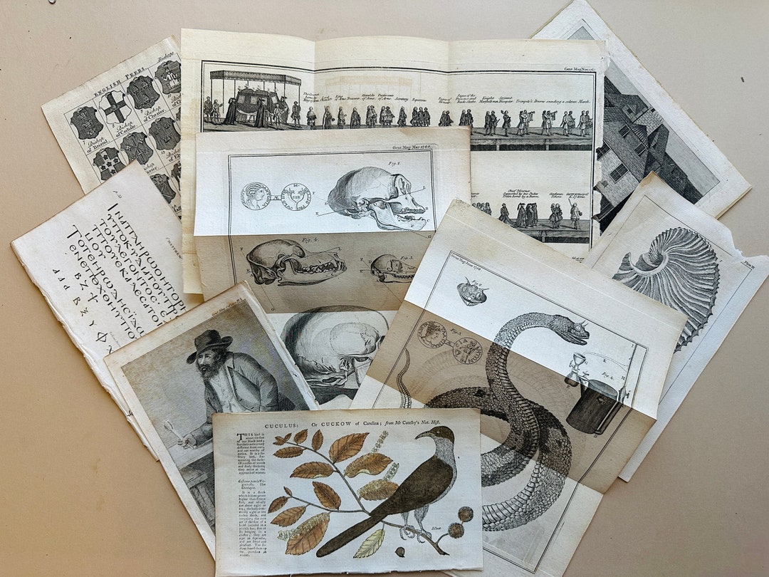 Vintage Book Plate Illustrations - Etsy