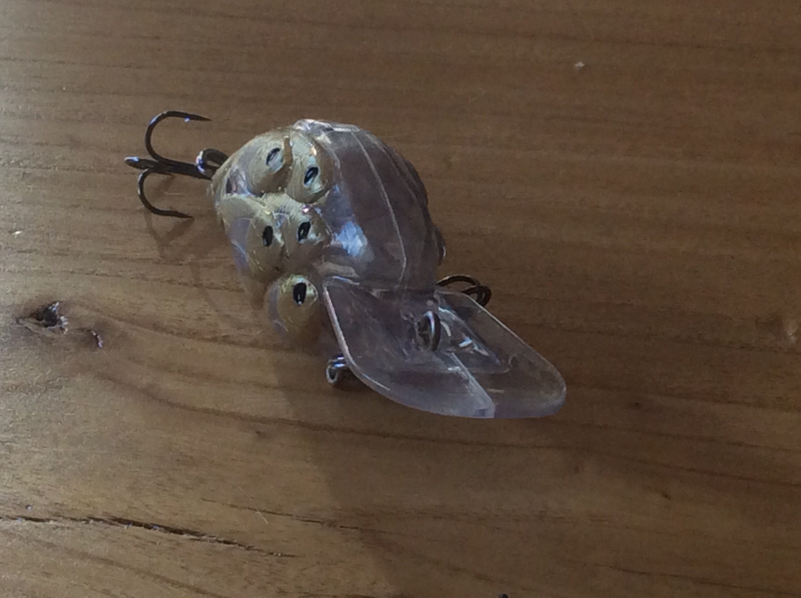 Golden Shiner Bait Ball - Etsy