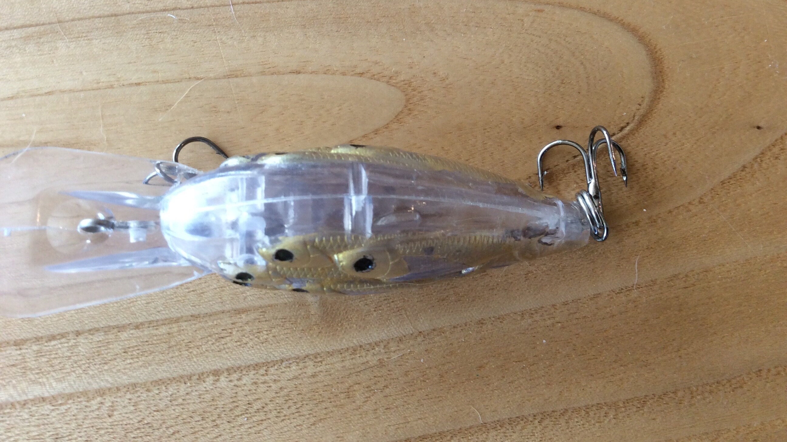 Golden Shiner Bait Ball - Etsy