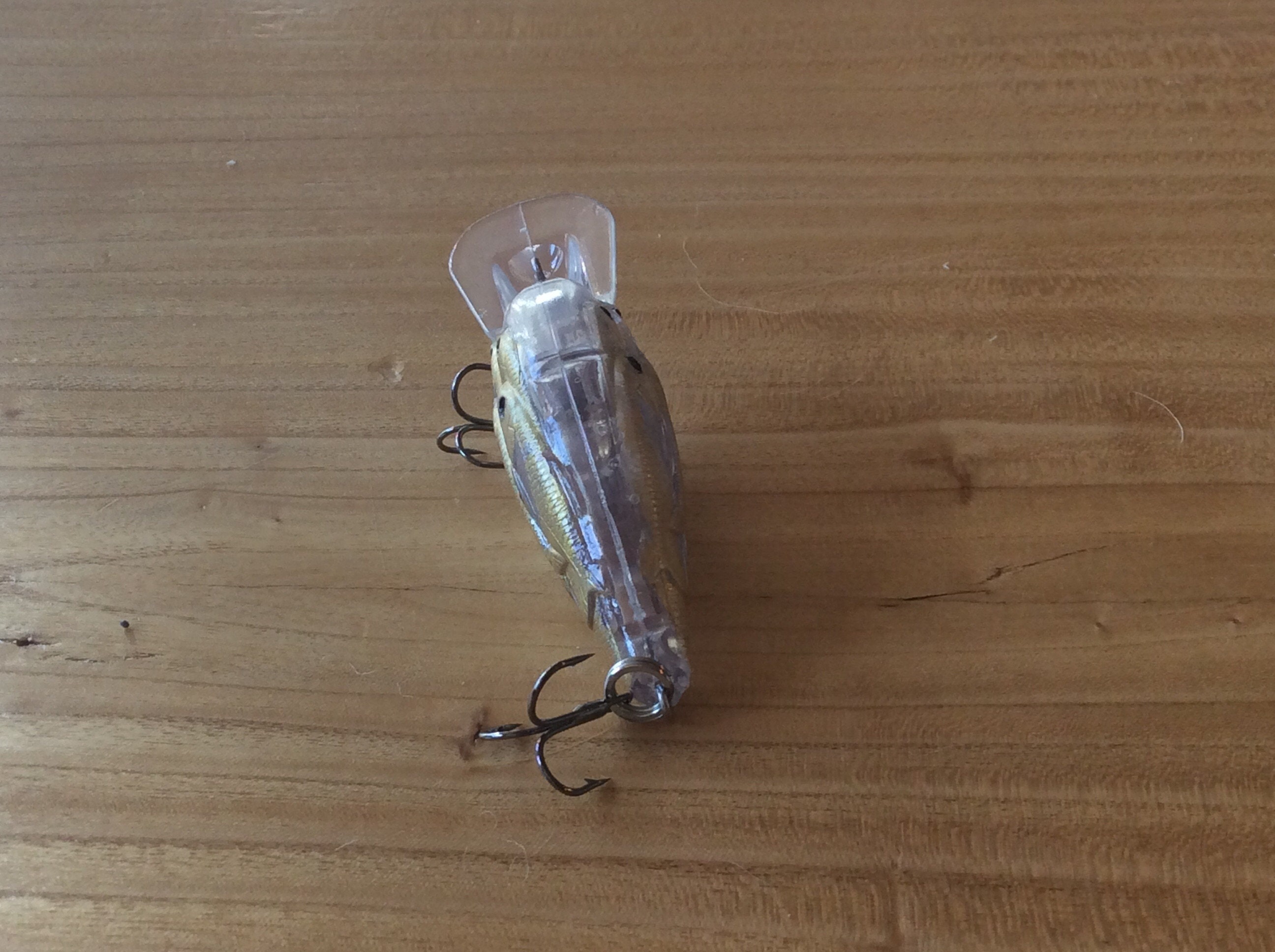 Golden Shiner Bait Ball - Etsy