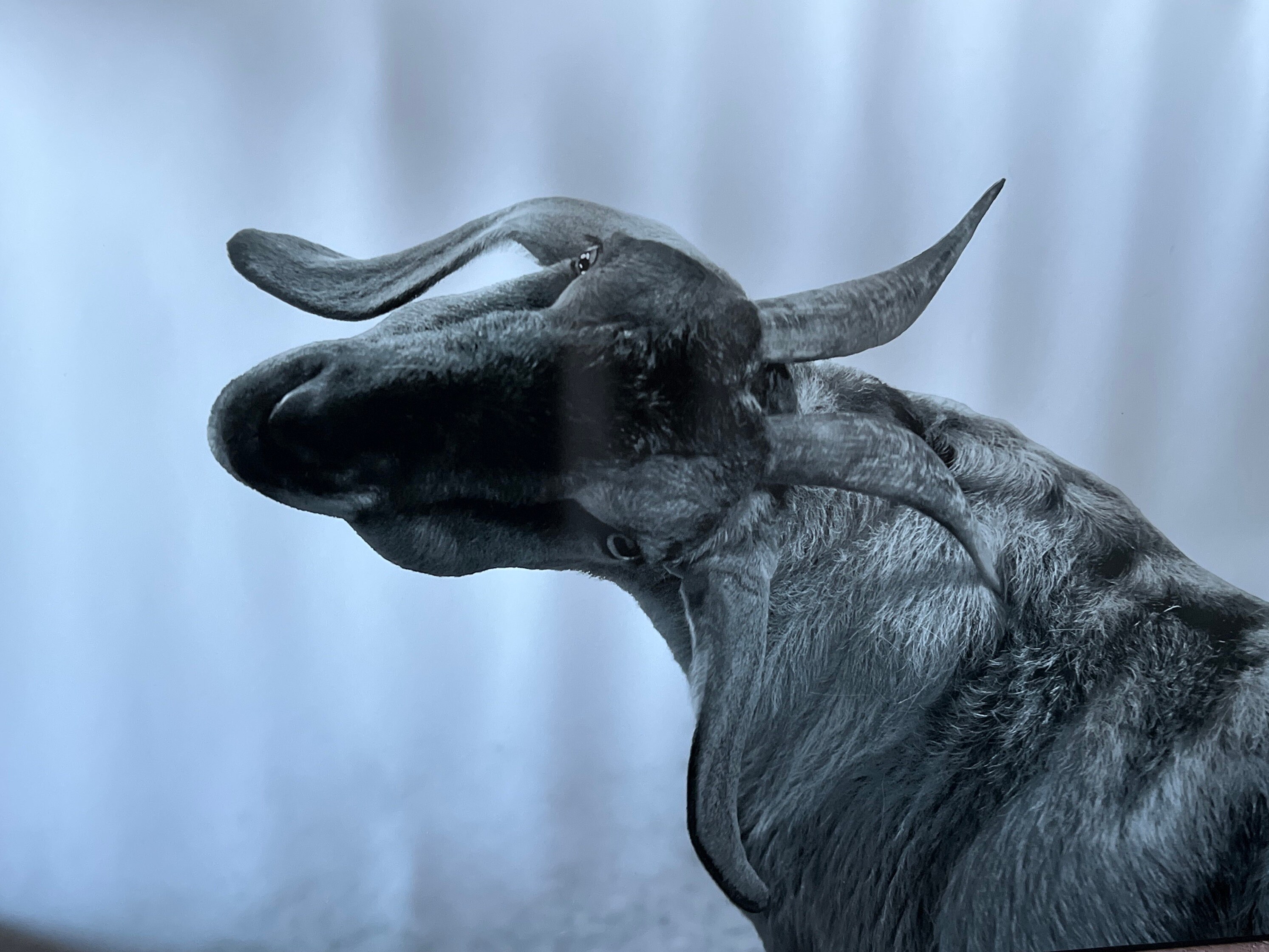 Goat Print (20x30) (unframed) - Etsy