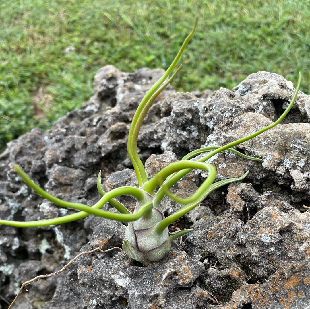 Tillandsia Belize Bulbosa Air Plant. 3-5 Inch. - Etsy