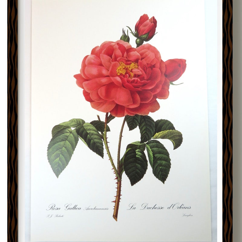 Redoute - Etsy