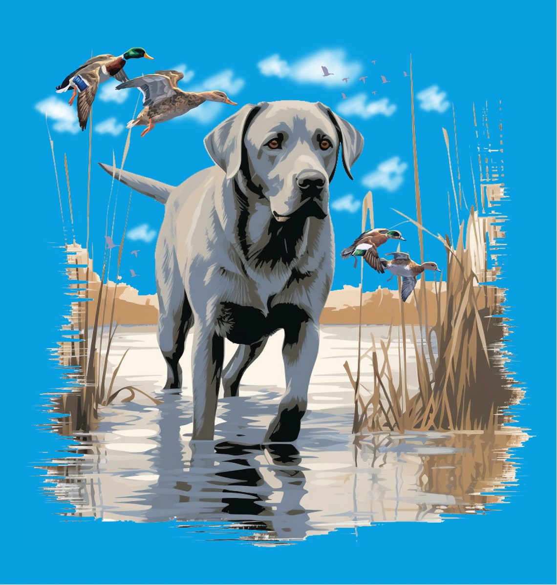 Silver Lab Retriever, Duck Hunting Dog, Mallard Hunting, Waterfowl ...