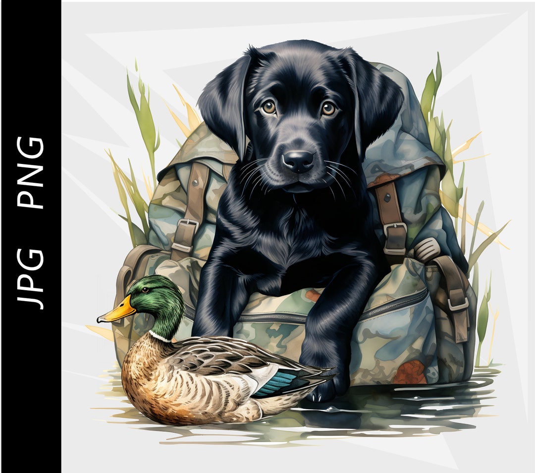 Black Lab Retriever, Duck Hunting Dog, Mallard Hunting, Duck Hunting ...