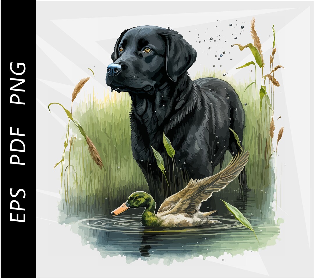 Black Lab Retriever, Duck Hunting Dog, Mallard Hunting, Waterfowl ...