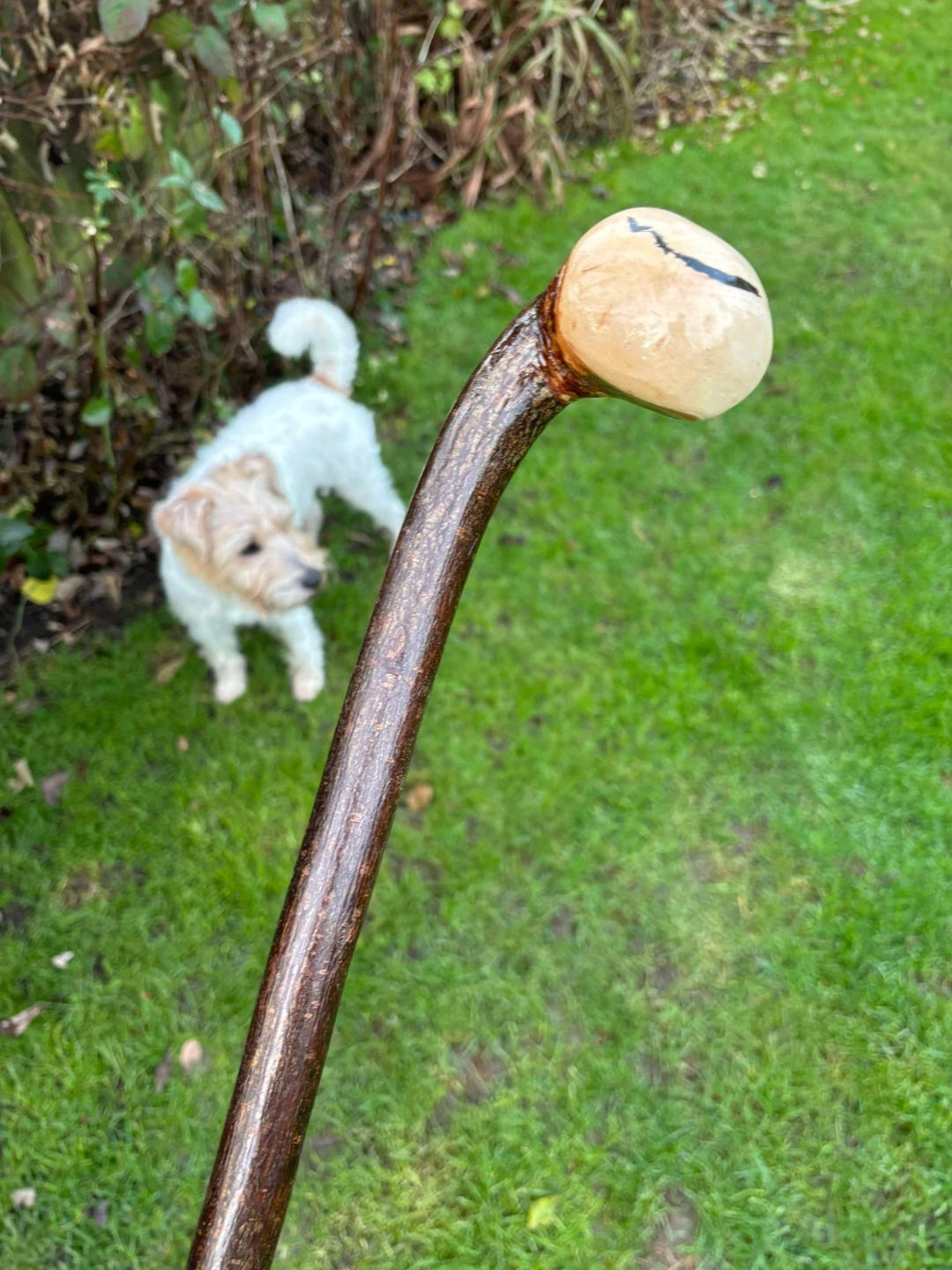 Hazel Walking Stick - Etsy UK
