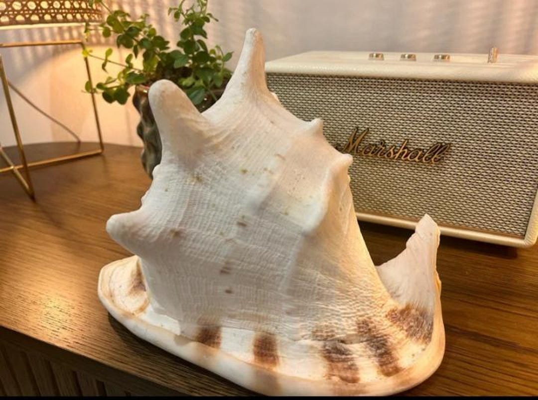 Natural Sea Shells – Beach Wedding Decor – Authentic Conch Shells ...