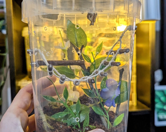 Magnetic Stick and Rope Bridge for Jumping Spider, Insect, Mantis ...