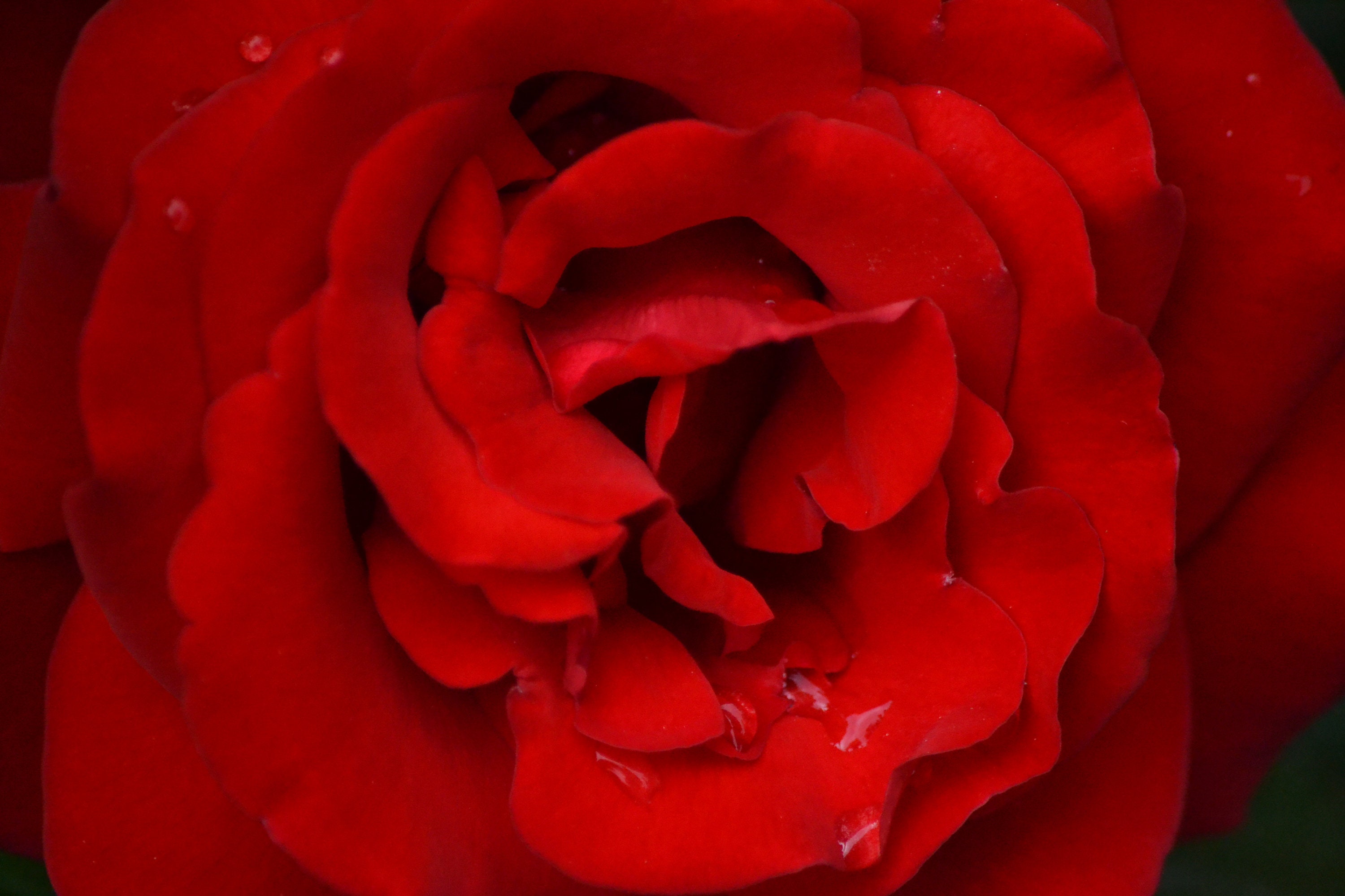 Red Rose Photography/deep Red Rose Photo - Etsy