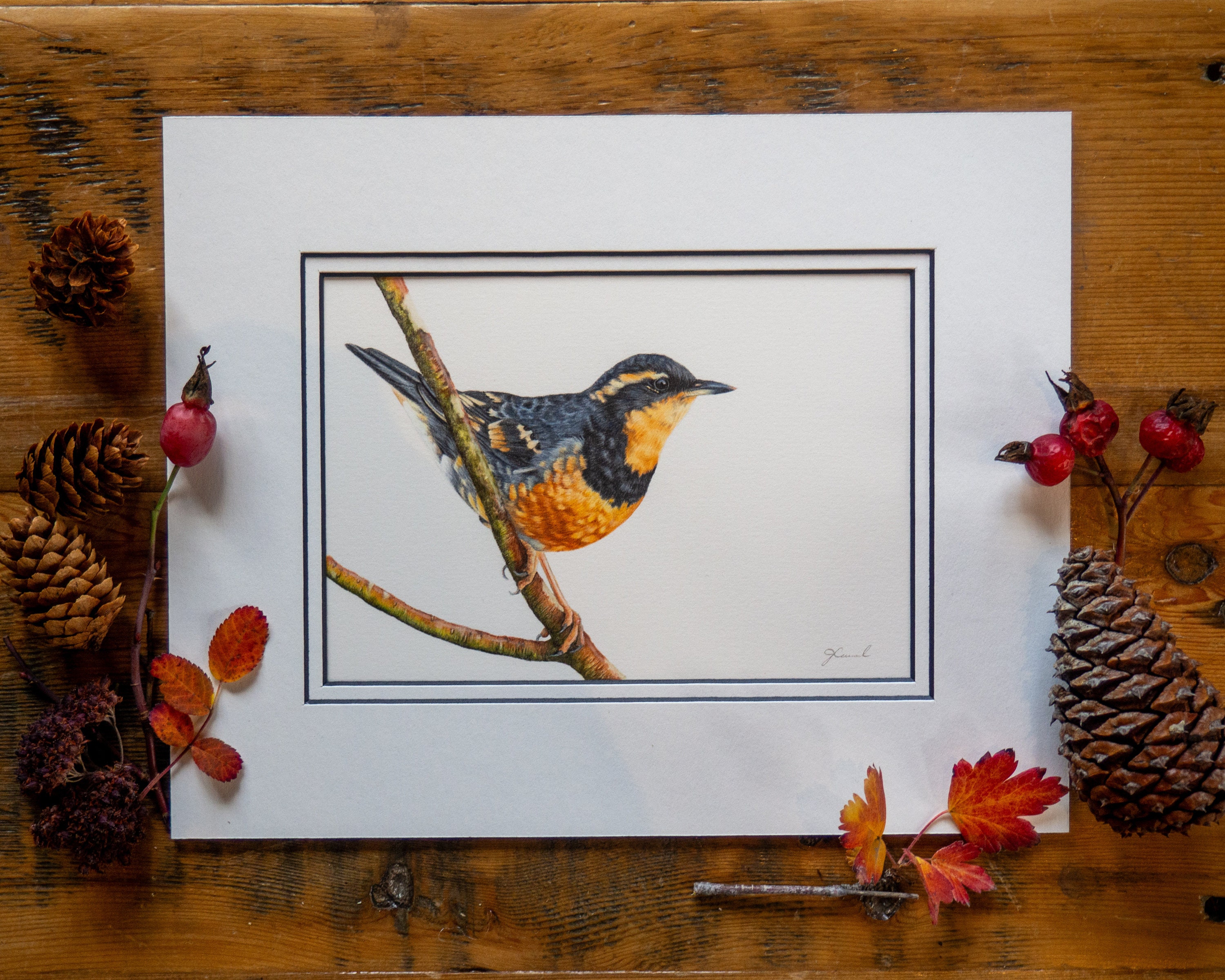 Varied Thrush / Bird Art / Bird Drawing / Wildlife Art - Etsy